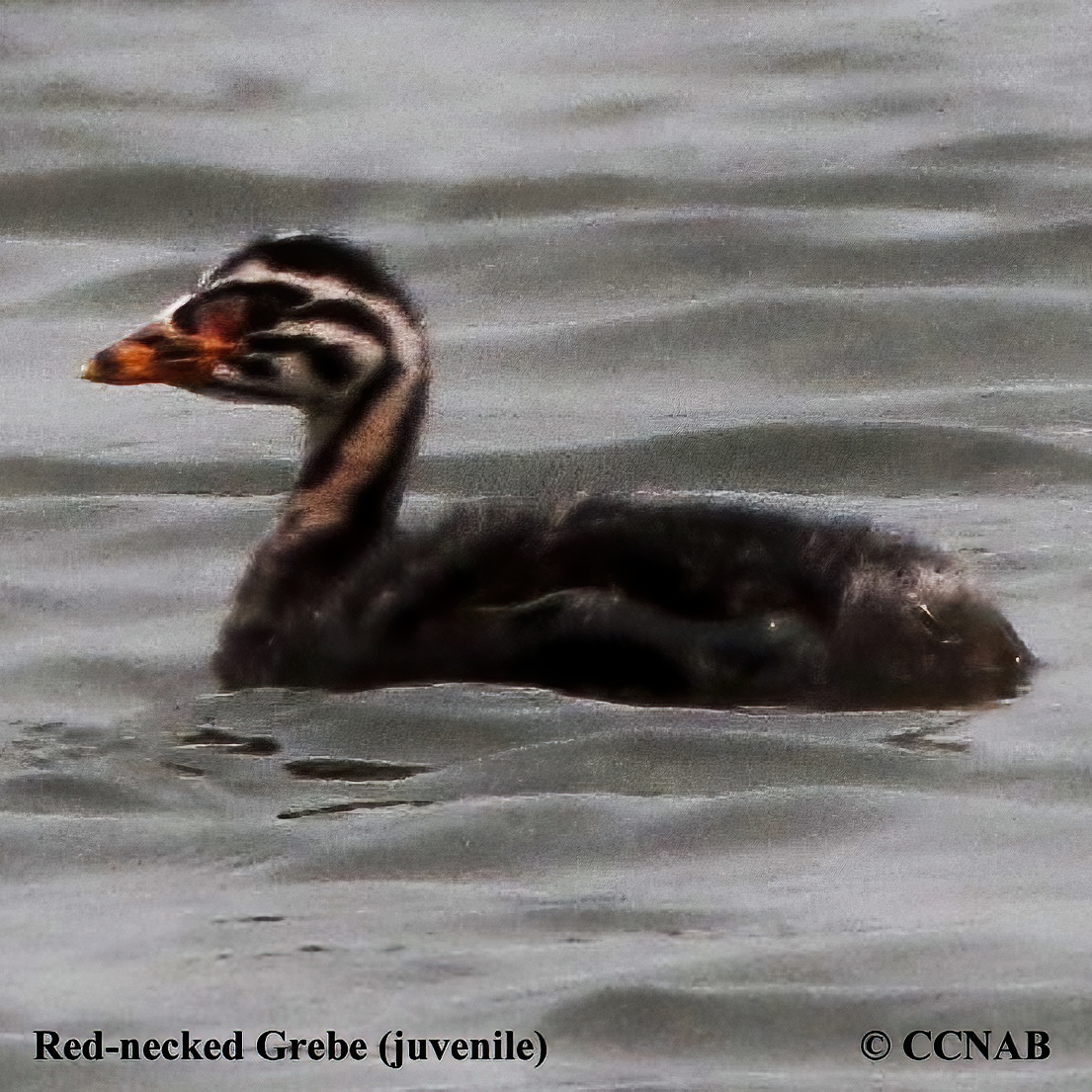 Red-necked Grebe - North American Birds - Birds of North America