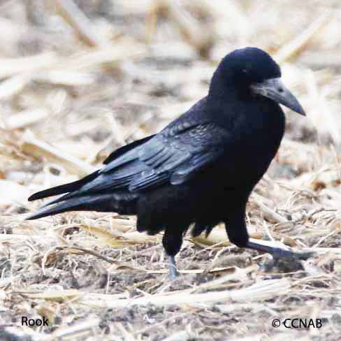 Rook - North American Birds - Birds of North America