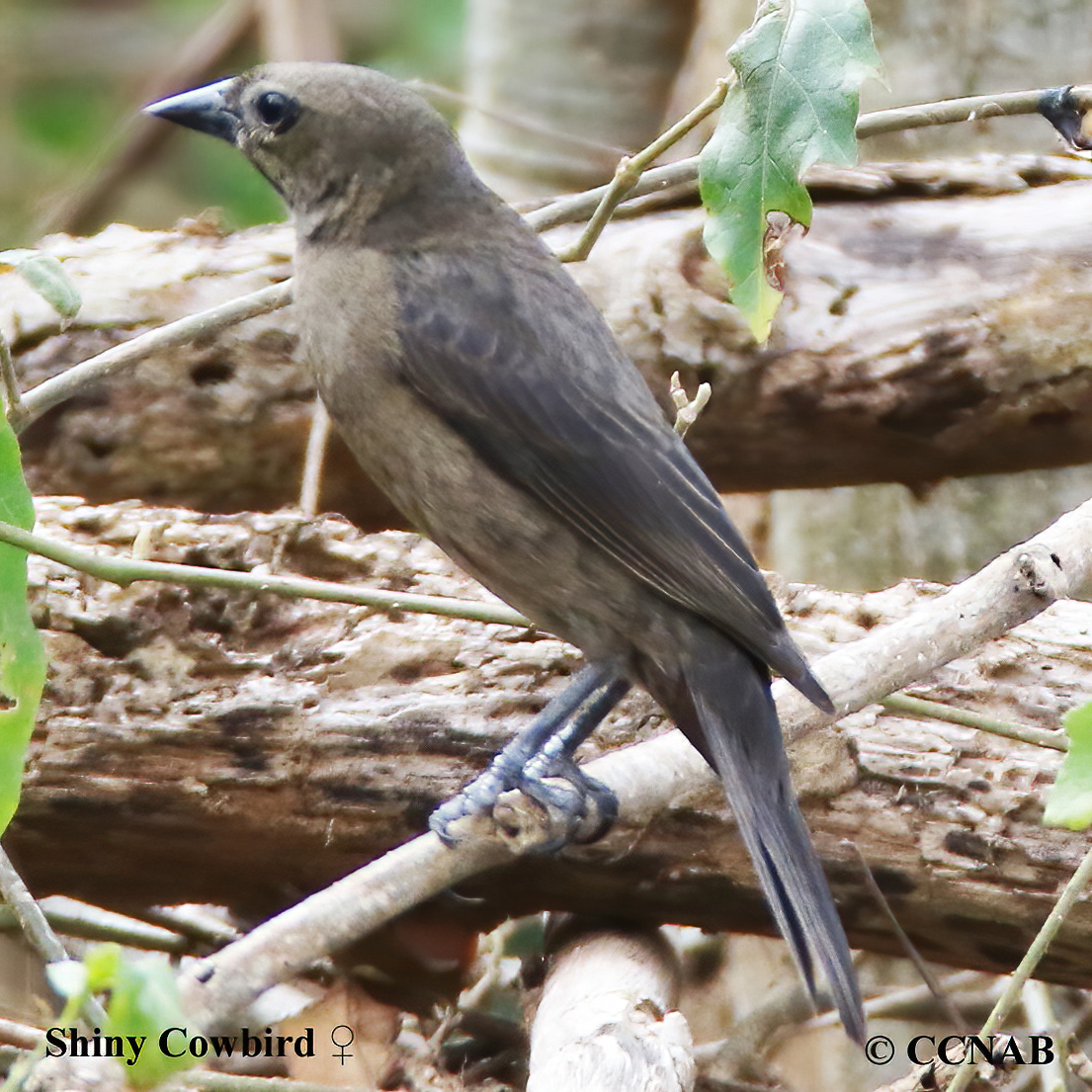 Shiny Cowbird (Molothrus bonariensis) - North American Birds - Birds of ...