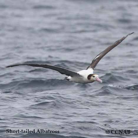 Short-tailed Albatross (Phoebastris albatrus) - North American ...
