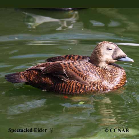 Spectacled Eider (Somateria fischeri)