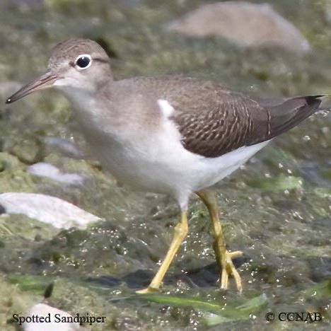 Spotted Sandpiper (Actitis macularius) - North American Sandpipers ...