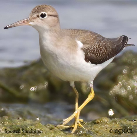 Spotted Sandpiper (Actitis macularius) - North American Sandpipers ...