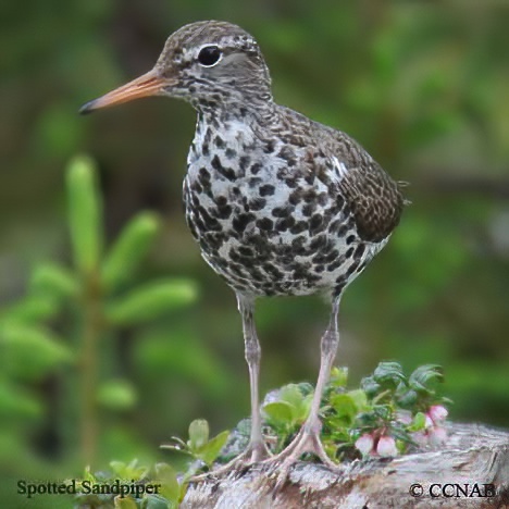 Spotted Sandpiper (Actitis macularius) - North American Sandpipers ...