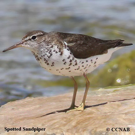Spotted Sandpiper (Actitis macularius) - North American Sandpipers ...