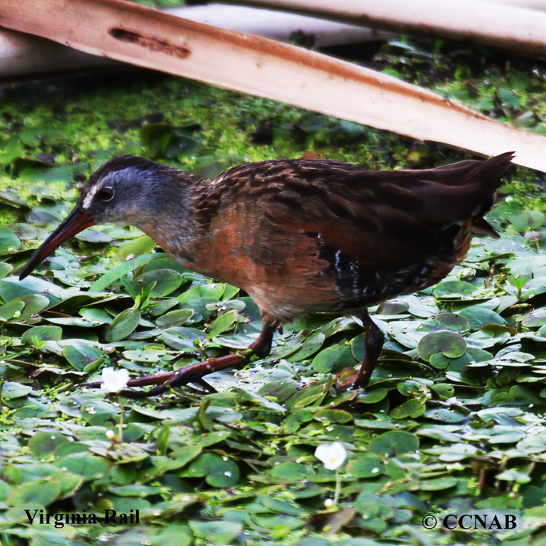 Rails (Rallidae) - Rail Birds - North American Birds - Birds of North ...
