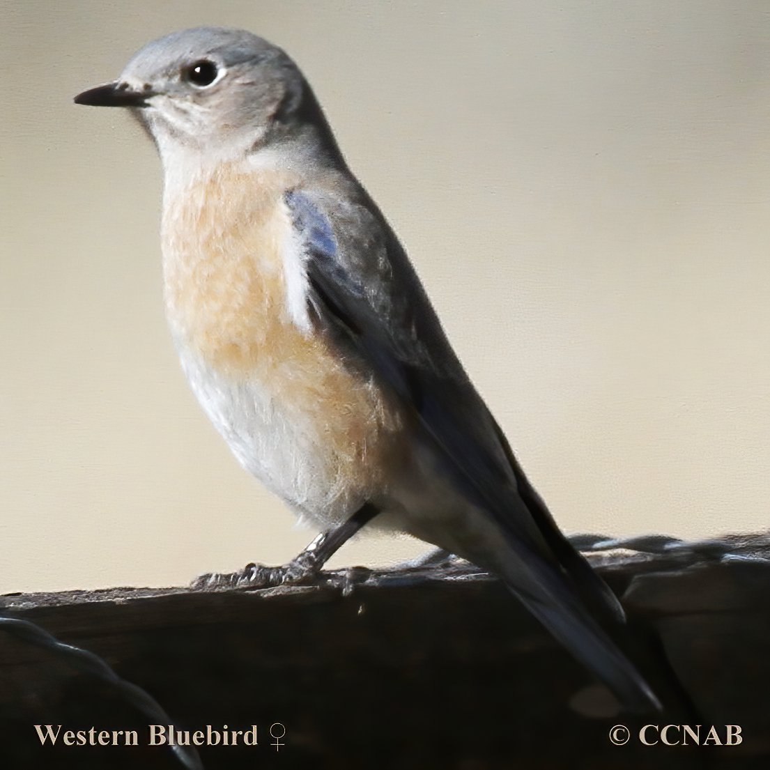 Western Bluebird (Sialia mexicana) - North American Birds - Birds of ...