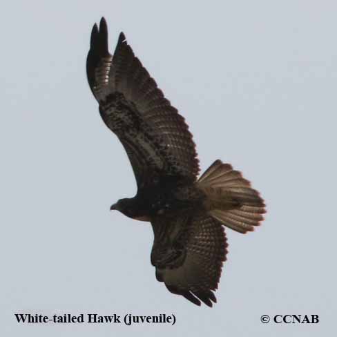 White-tailed Hawk - North American Birds - Birds of North America