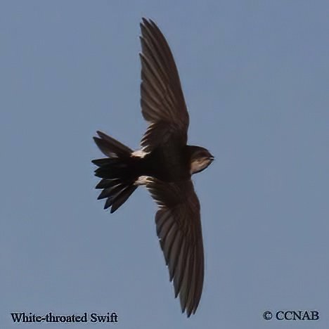 White-throated Swift (Aeronautes saxatalis)
