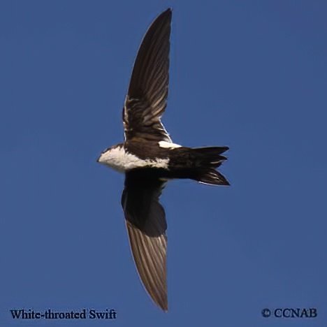 White-throated Swift (Aeronautes saxatalis)