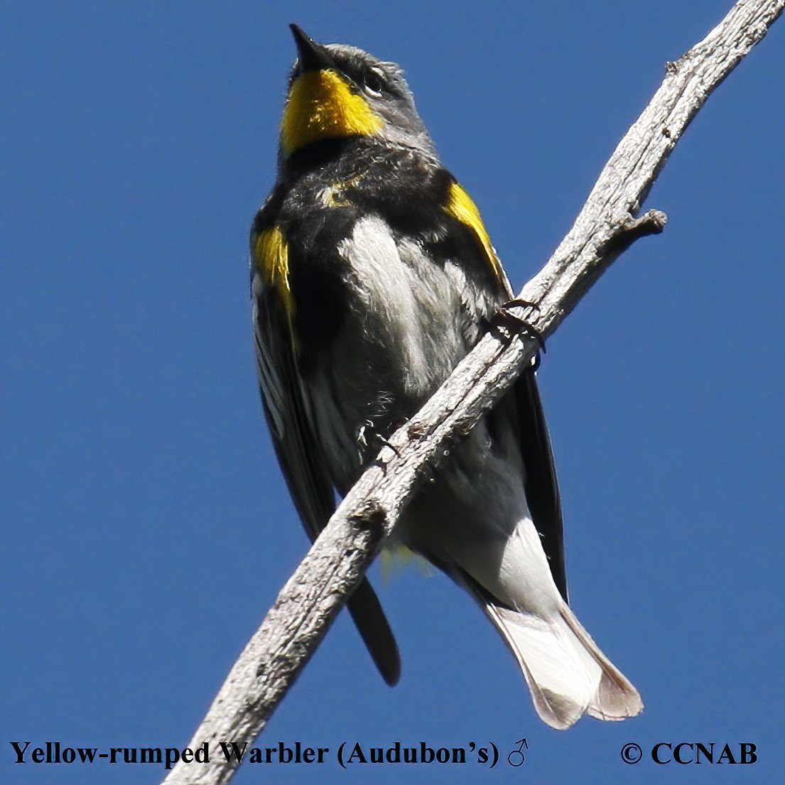 Yellow-rumped Warbler (Myrtle) - North American Birds - Birds of North ...
