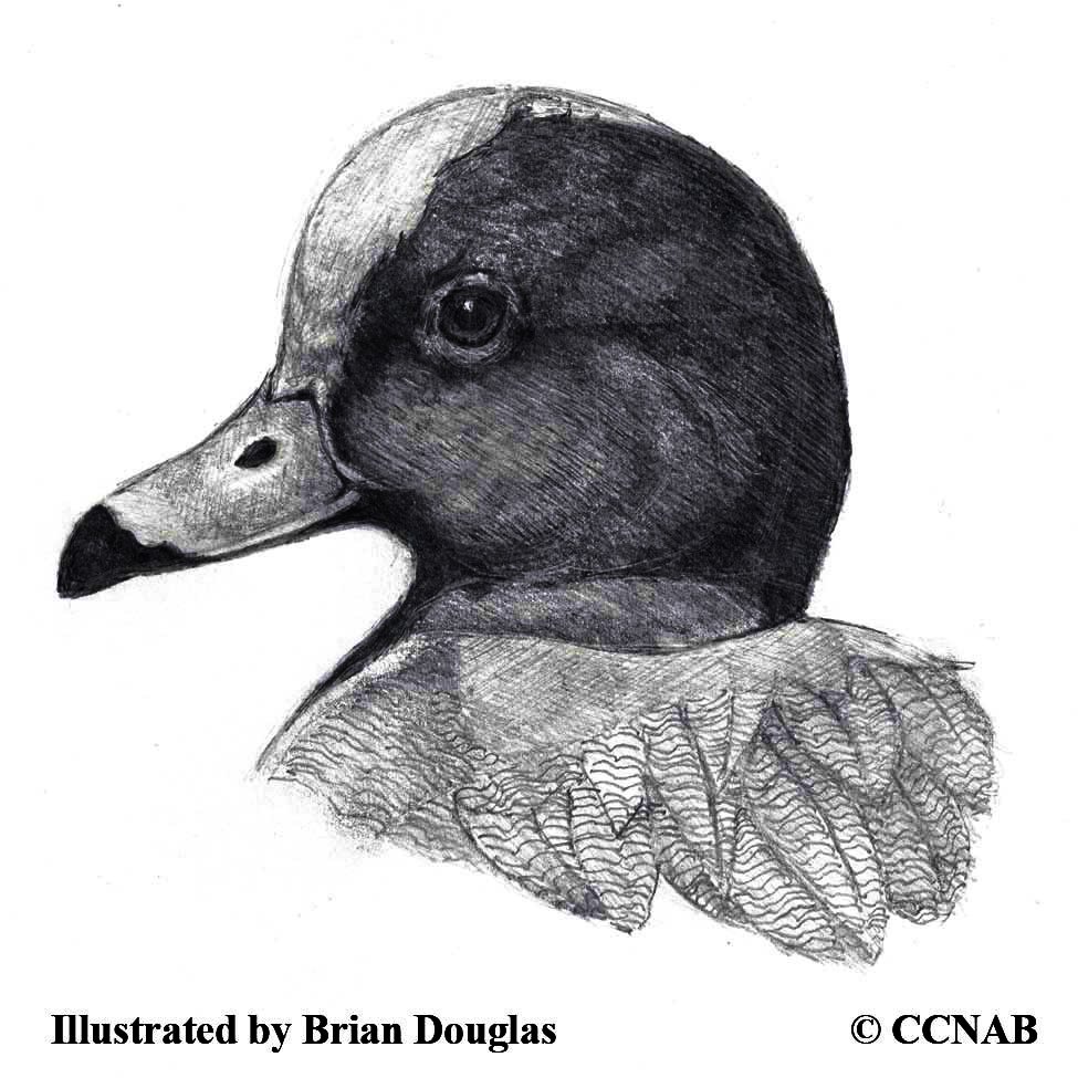 Eurasian Wigeon (Anas penelope) - EUWI